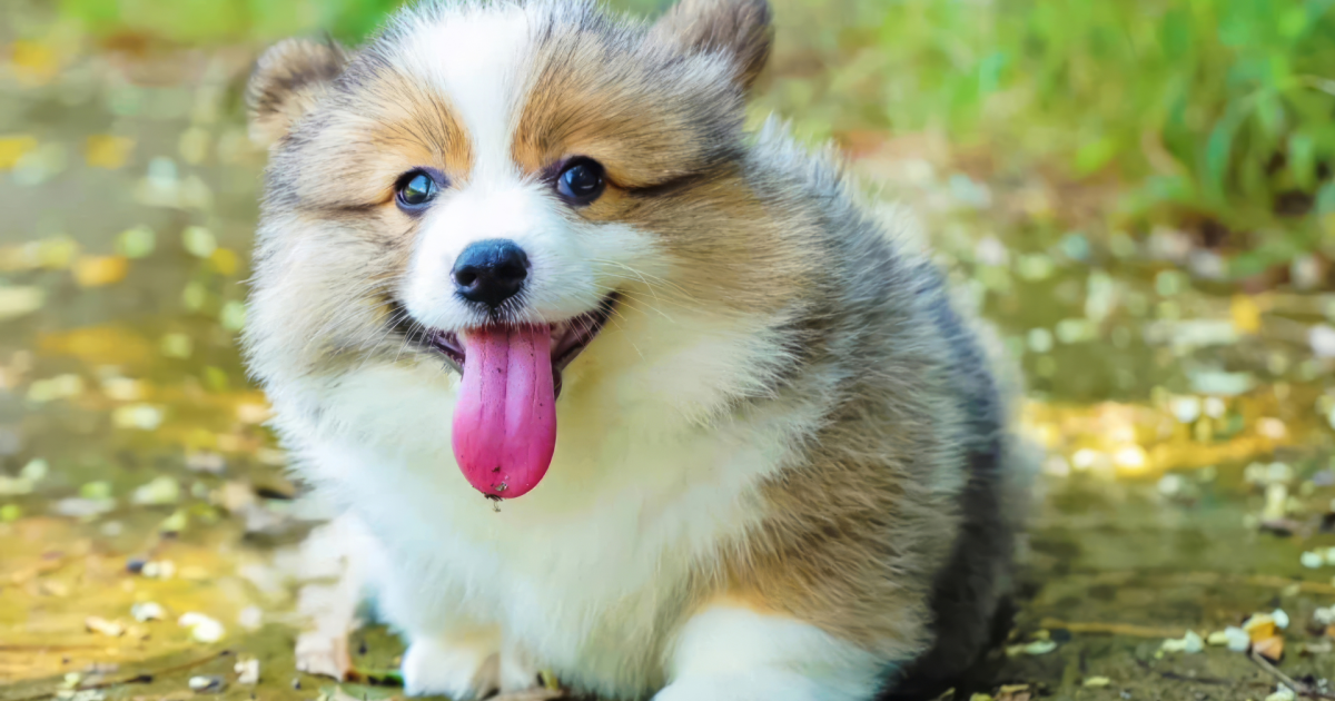 Corgi Puppy Taking on the Big Steps Like a Champ Is So Stinkin’ Cute ...
