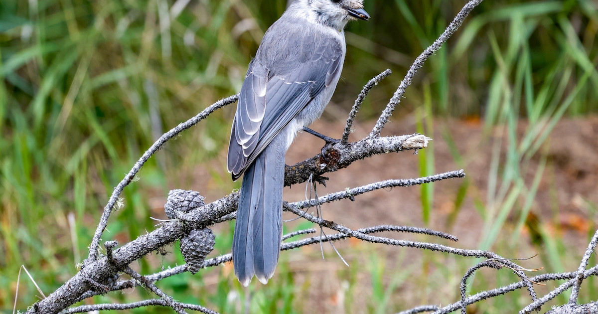 Washington Hiker Has a True Disney Princess Moment After Being Chosen ...