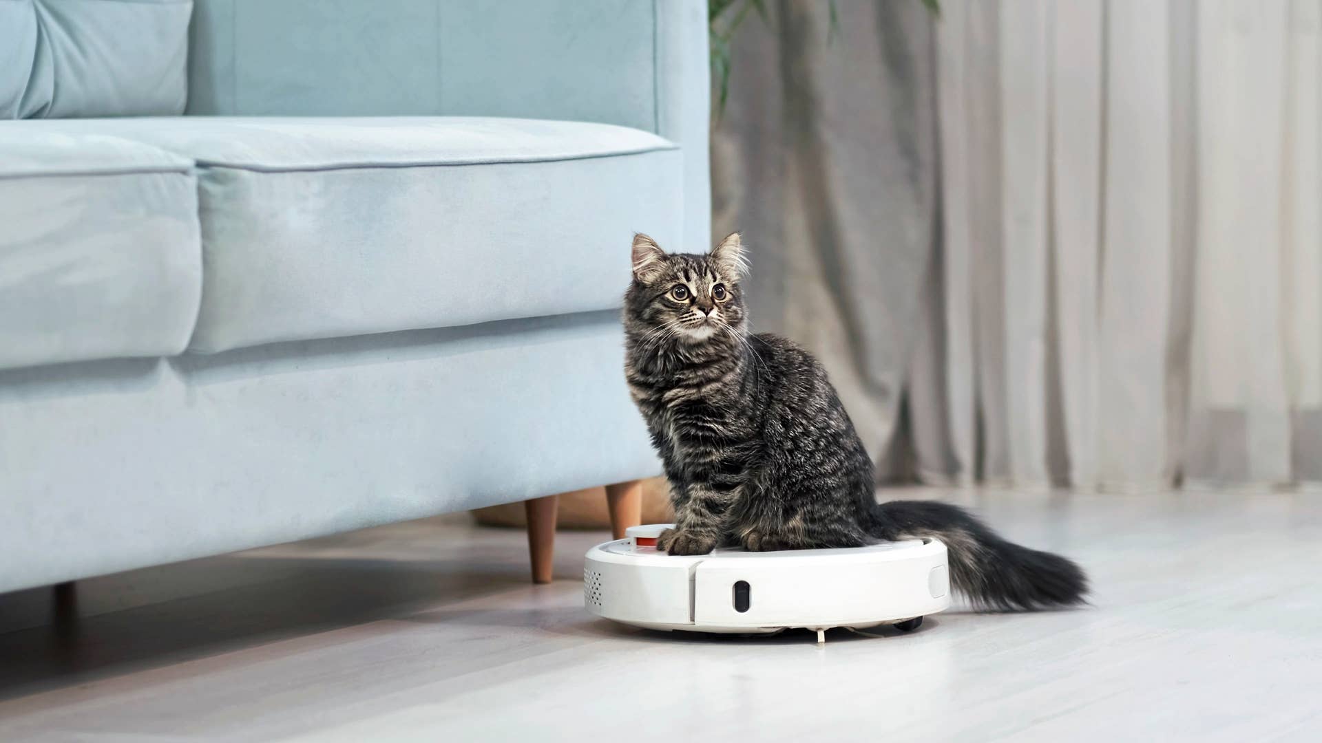 Video of Silly Cat Getting Pulled by Two Roombas Like a Pirate - PetHelpful