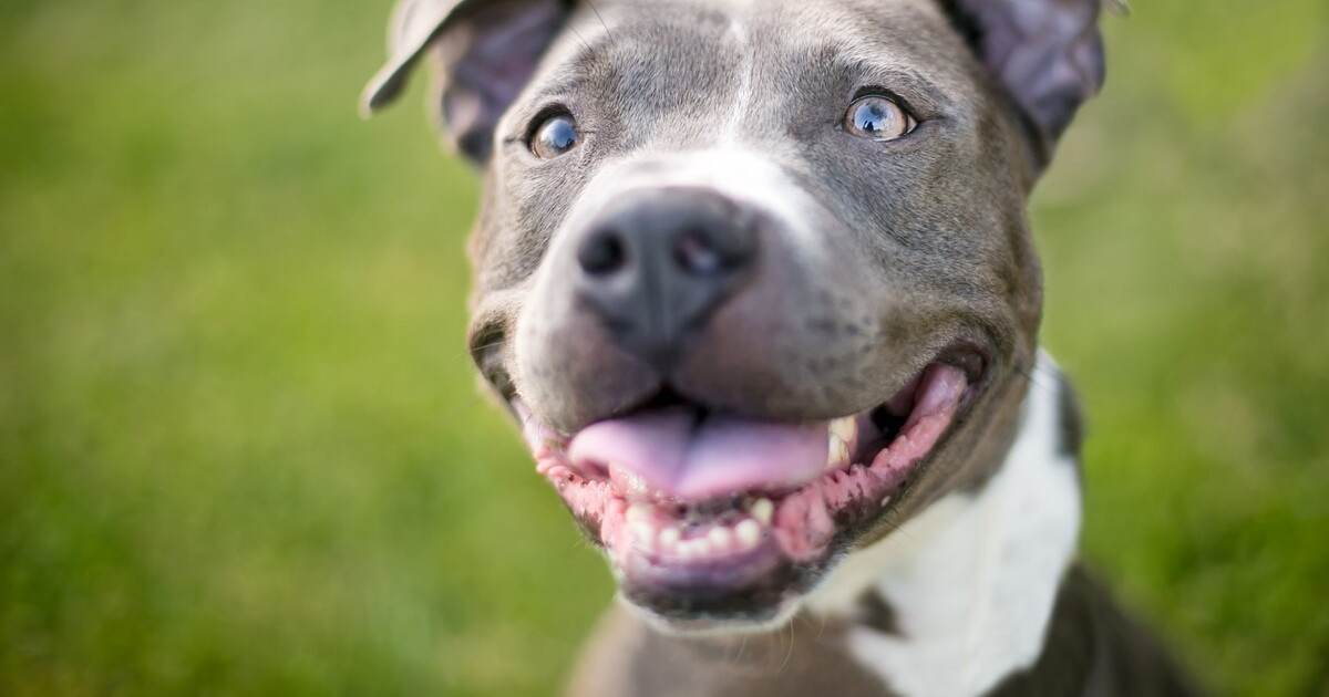 Pit Bull’s Wholesome Reaction To Reuniting With Her Lost Feline Sibling ...