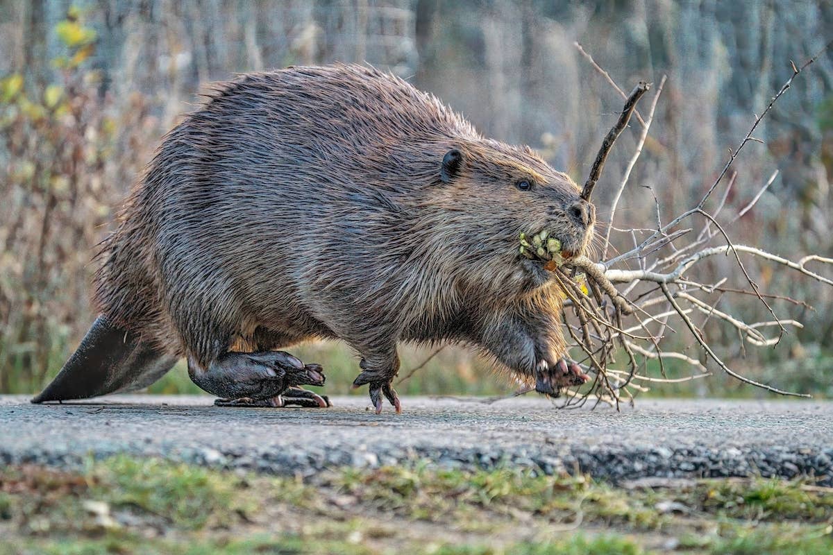 Hard-Working Beaver Seen Using a Crosswalk in New Jersey Delights ...