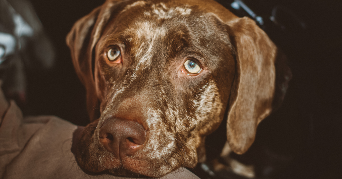 Catahoula Leopard Dog Lording Over Her Giant Pile of Stuffed Animals Is ...