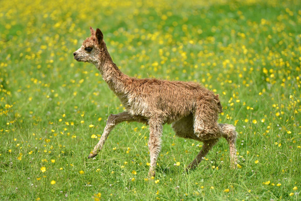 Minutes-Old Baby Alpaca Reminds Her New Fans of an Iconic Movie Alien ...