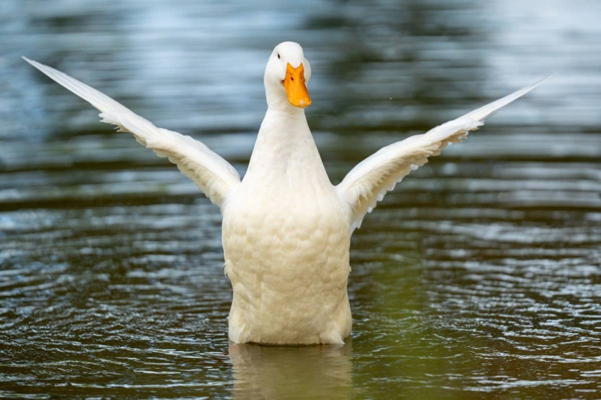Pet Duck Who’s the Exact Opposite of ‘Chill’ Has Us Laughing Out Loud ...