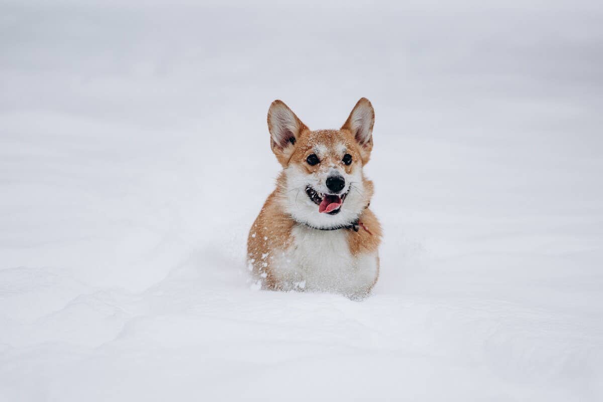 Corgi Joining Newfie Best Friend for a Snow Day Adventure Is Pure ...
