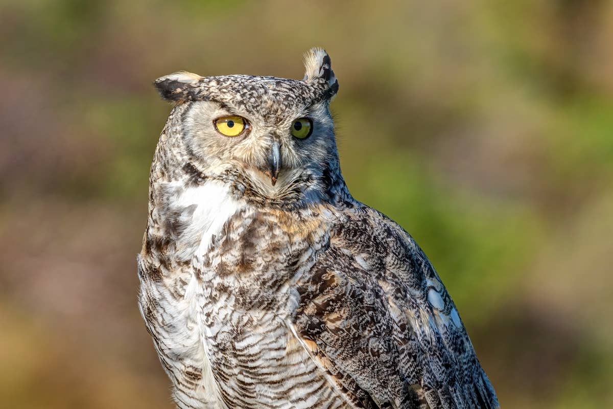 Great Horned Owl Shows Off His Scariest Pose After Animal Control ...