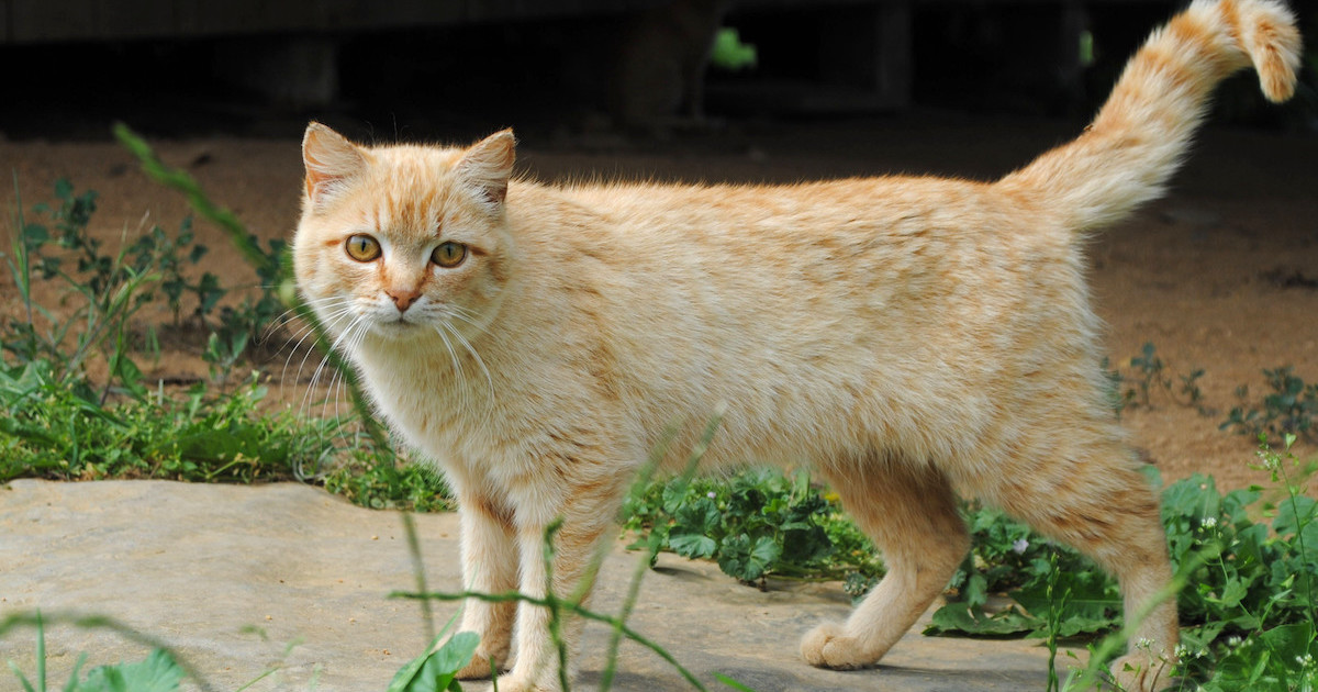 Unbothered Orange Cat Couldn't Care Less That She's Soaking Wet From Endless Cow Kisses - PetHelpful