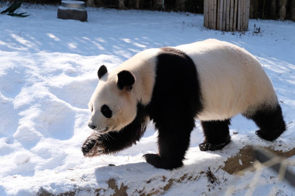 Pandas at the National Zoo Have Epic 'Snow Day' After Storm - PetHelpful