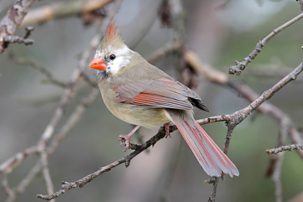 Rare White and Pink Cardinal Spotted in New York Is Truly a Sight to ...