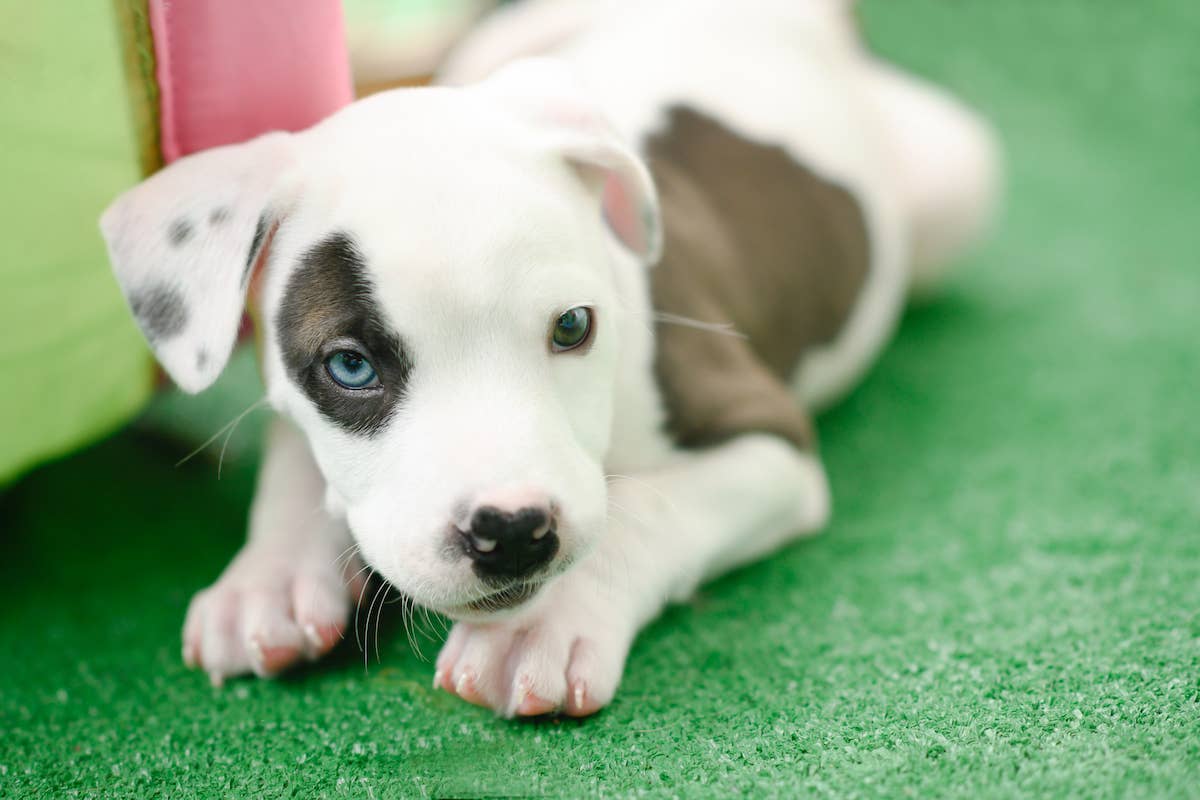 Tiny Pit Bull Puppy Discovering the Heating Vent for the First Time ...