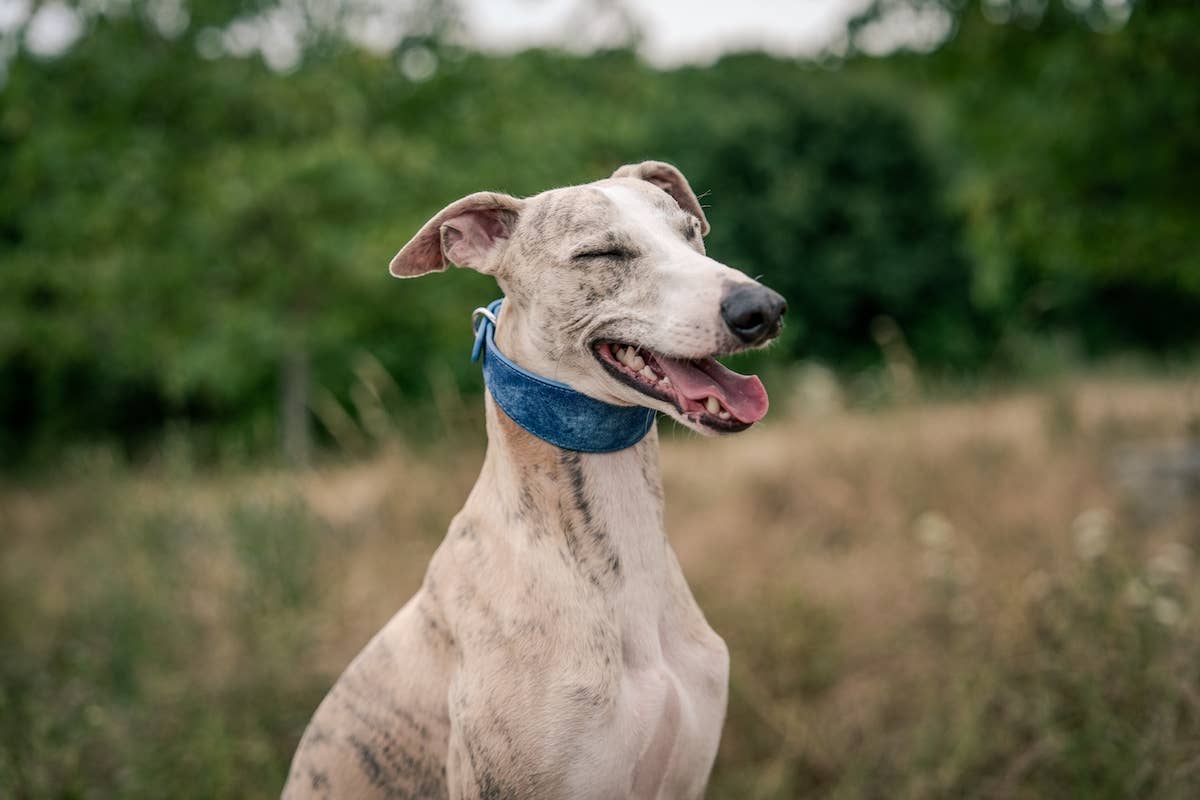 Lazy Whippet’s Unusual Napping Location Has Dog Parents Laughing Out ...