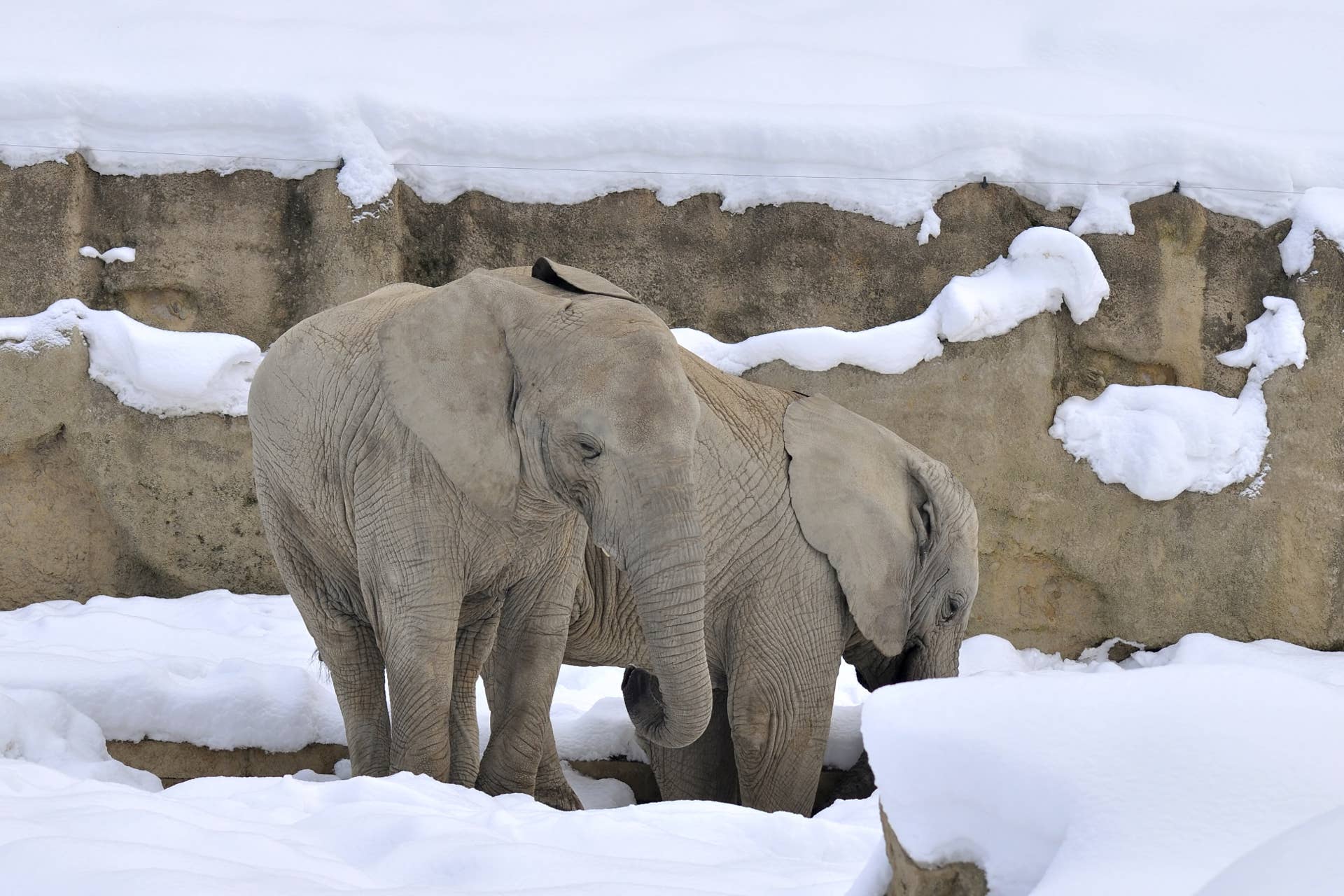 Playful Elephant Making Snowballs With His Trunk Instantly Wins the ...