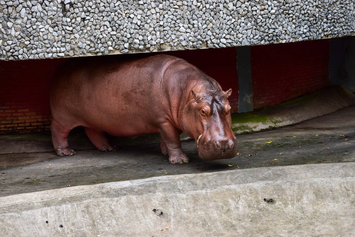 Happy Hippo Joyously Playing With Rubber Ball Is Too Precious for Words ...