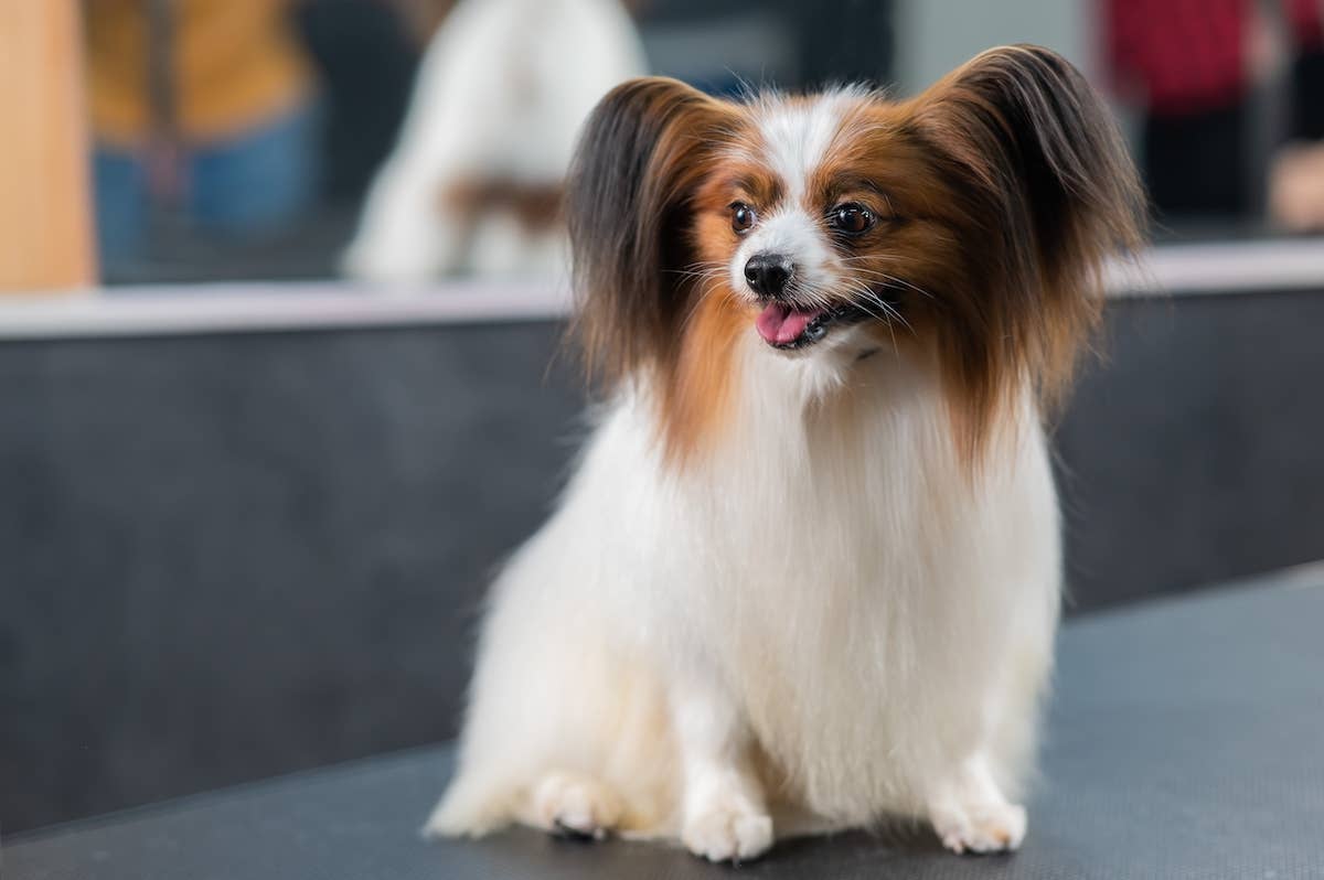 Pocket-Sized Papillon Transforms Into a Frizzy Fluffball After Picking ...