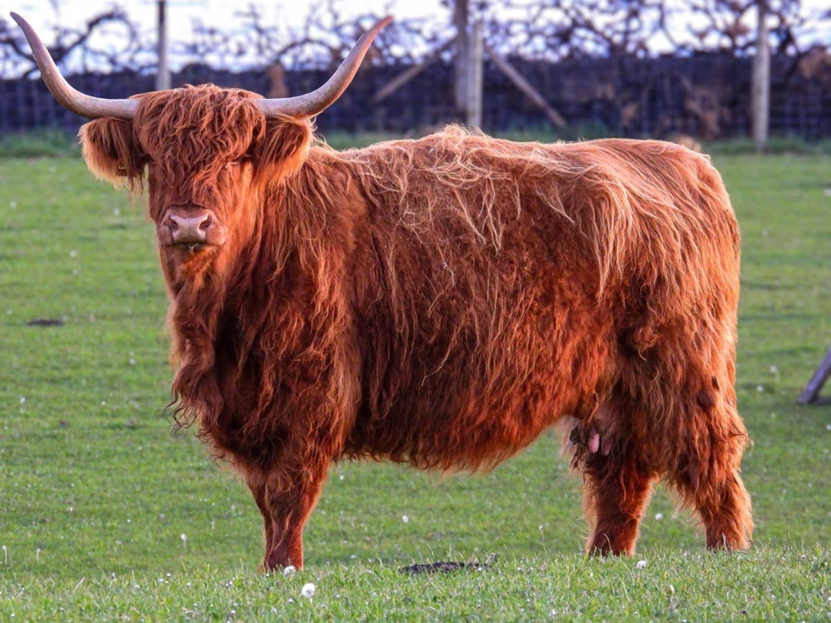 Fluffy Cow Says ‘Nope’ When Baby Calls to Her Looking for Attention ...