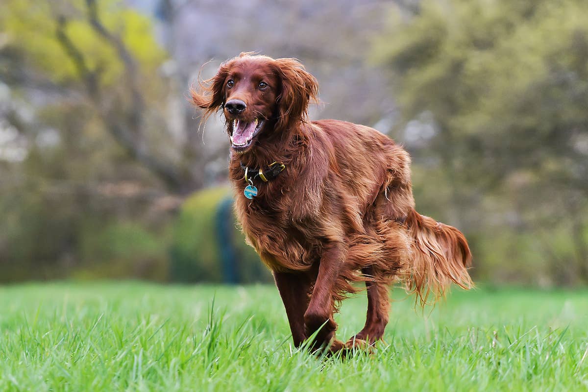 Irish Setter Breaks Into Song and Dance to Give Her Grandpa the Most ...