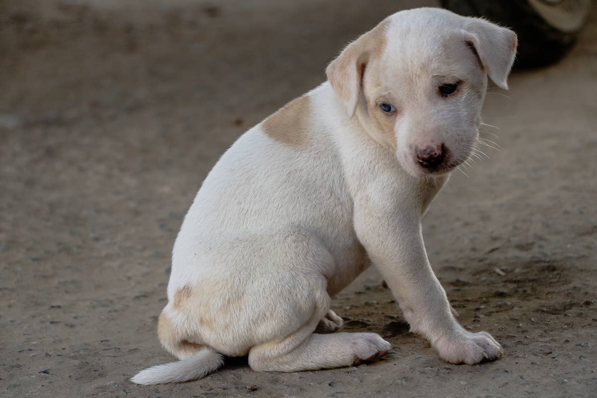 Scared Puppy Rescued From Dollar General Falls in Love With the Dog Mom ...