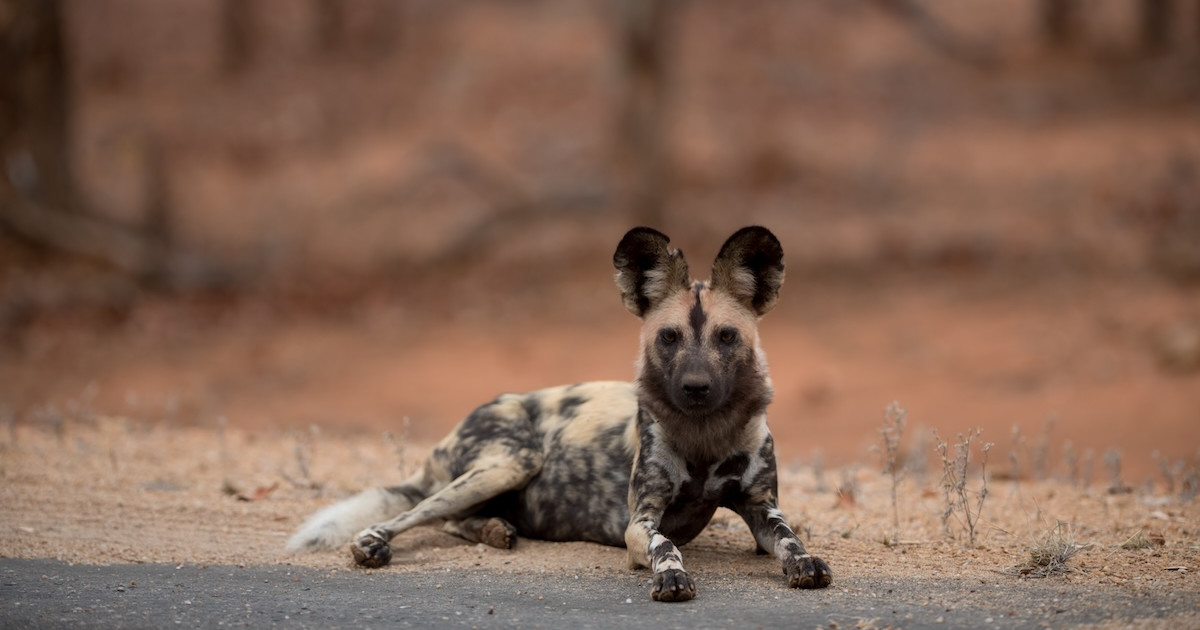 African Painted Dog Puppies at Saint Louis Zoo Are Too Cute for Words ...