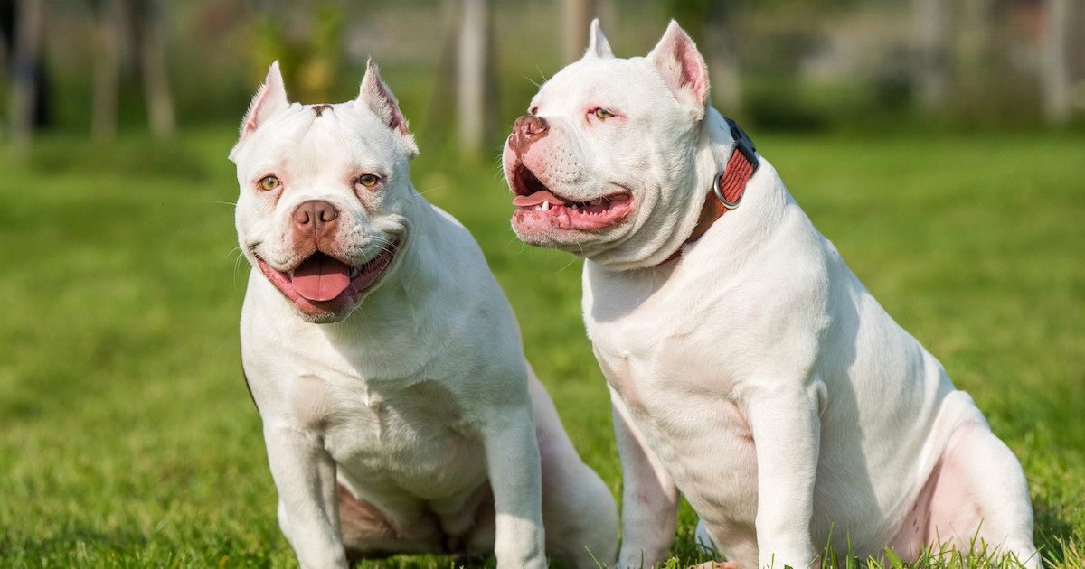 Curious Pit Bulls' Dramatic Response to a Floating Plastic Bag Is Peak ...