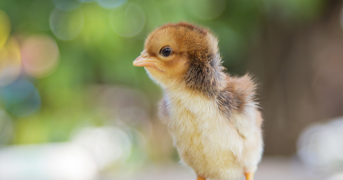 Chicken Protests With the Most Epic Side-Eye When Mom Stops Petting Her ...