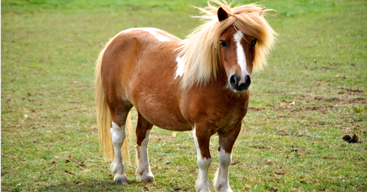 Mini Horse’s Adorable Way of Letting Mom Know He Wants a Cookie Is So ...