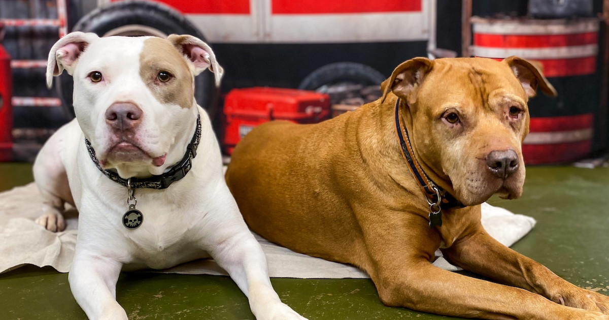 Foster Pit Bull ‘Adopts’ His New Brother With the Sweetest Couch ...