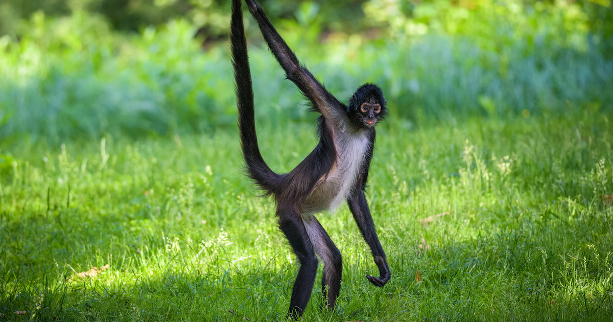 Cheeky Spider Monkey Let Himself in to a Hotel Room in Mexico and Gets ...
