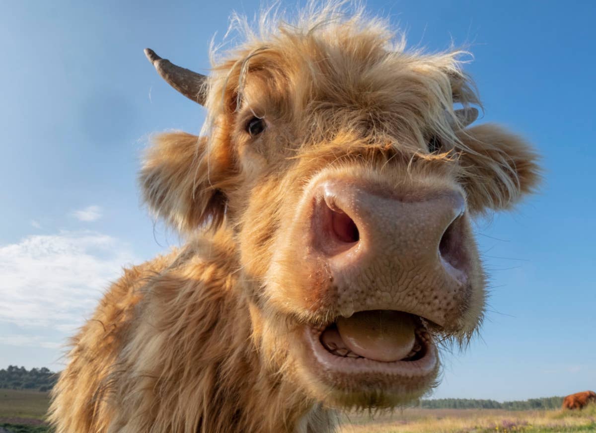 Fluffy Cow’s Love for New Scratching Post Is Cracking Everybody Up ...