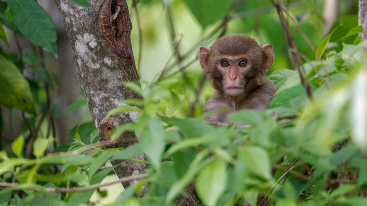 Punch the Baby Monkey Chooses Zookeeper as His New Bestie and We Can’t ...