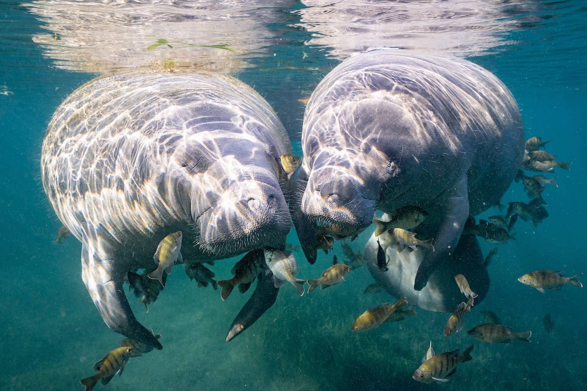 Manatees Caught 'Smooching' in the Florida Keys Are the Cutest Little ...