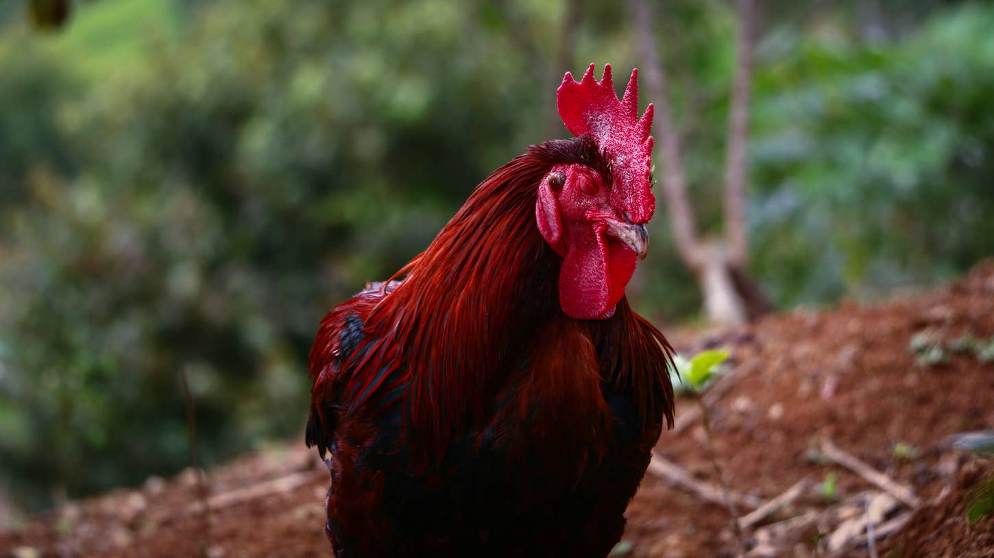 Rooster Cuddles Human Mom Just Like a Lap Dog and We Can't Get Enough ...