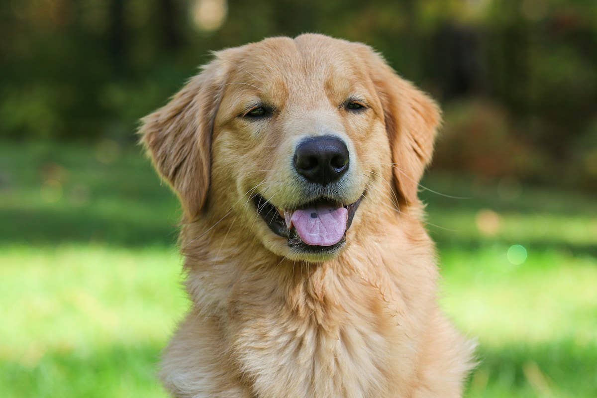 Playful Golden Retriever Pulling His Human Sister on a Swing Is a ...