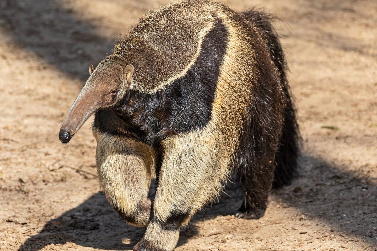 Anteater Taking on Giant Orange Ball Is More Entertaining Than the ...
