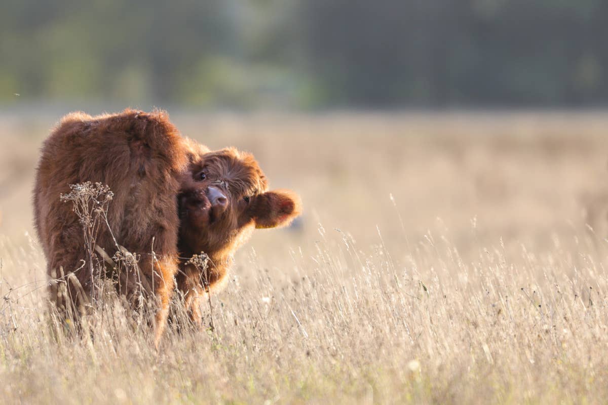 Fluffy Baby Cow Finds His Tail and Total Cuteness Ensues - PetHelpful