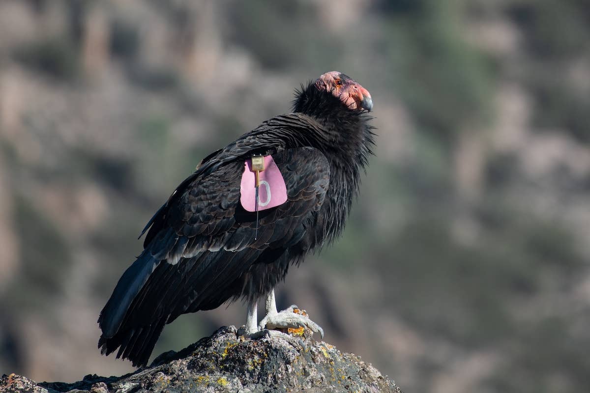 Rare California Condors Spotted in Zion National Park Leave Hikers in ...