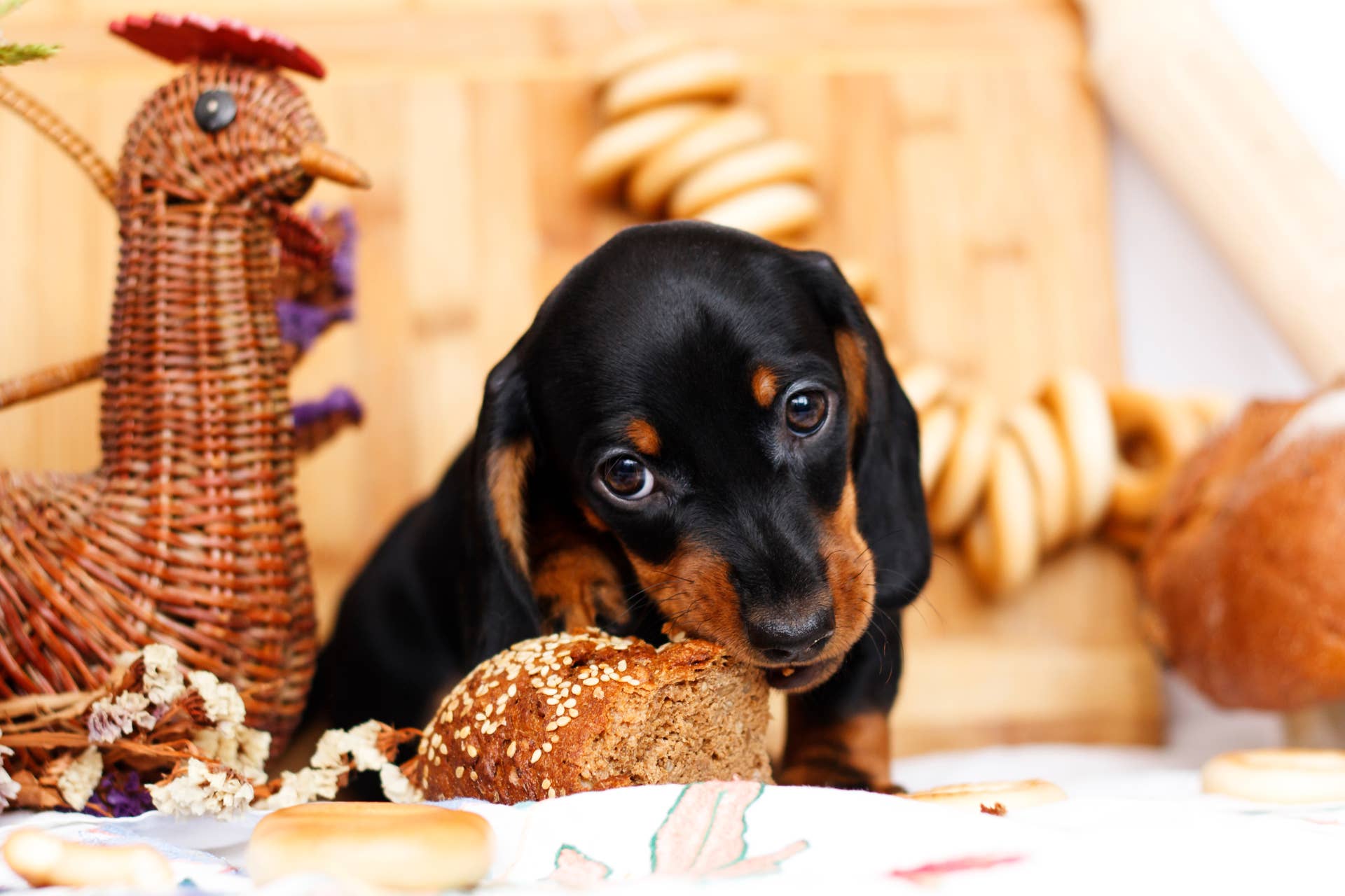 Furb's Bagel Dog Toy Adds a Fun Twist to Sniff Play for Your Dog ...