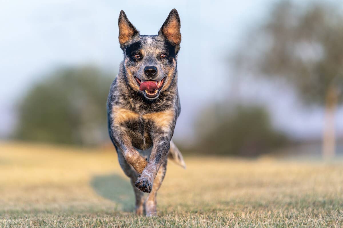 Blue Healer Flipping Treat Into Their Mouth Using Spatula Has People ...