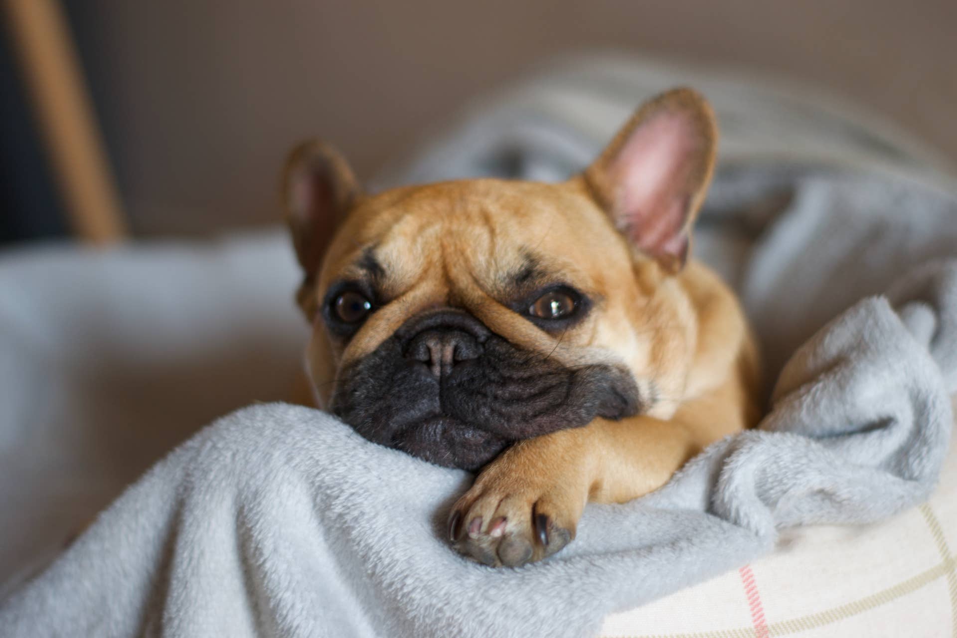 Dramatic Frenchie Fooled by Brilliant Medicine Trick - PetHelpful