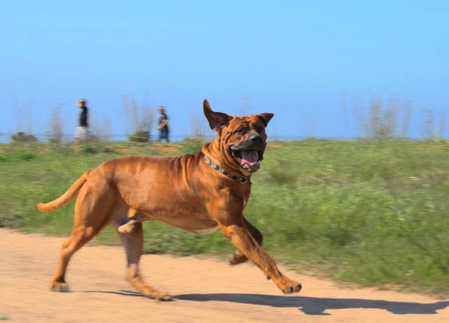 The Japanese Tosa Dog Breed and Why They Are Banned - PetHelpful
