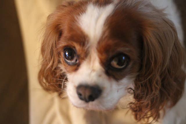 9 Great Dog Breeds With Low Prey Drive (Plus Which Breeds to Avoid ...
