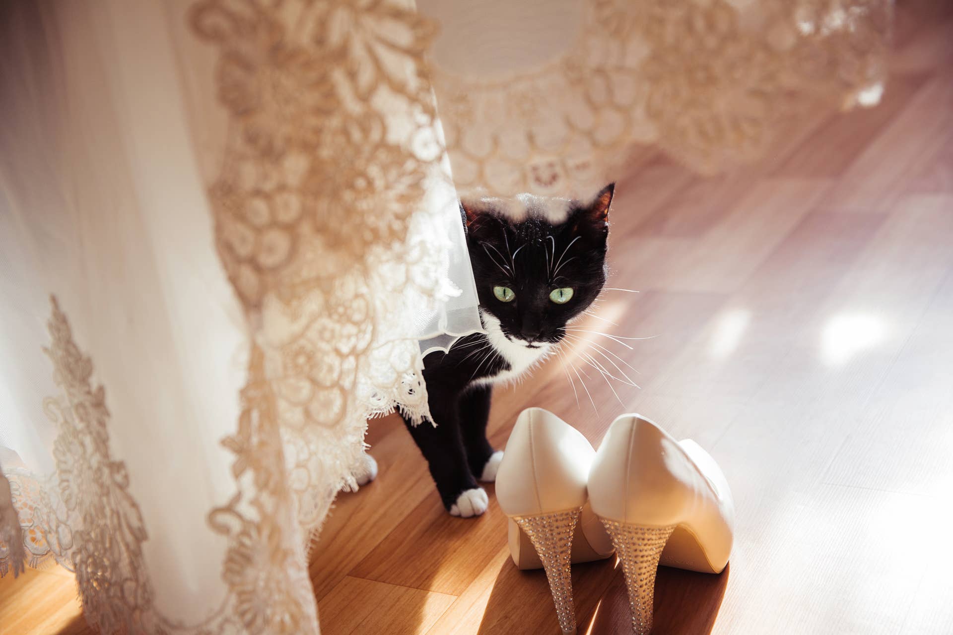 Wedding Party's 'Cat Toss' to Help an Animal in Need Is Simply the Best