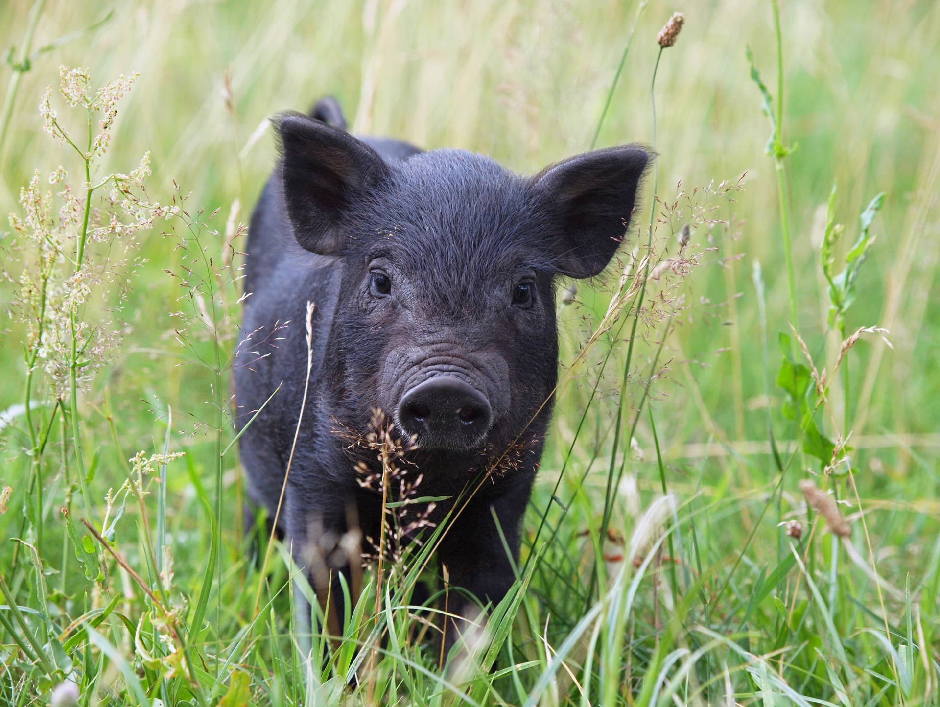 Pig Asking His Mom to 'Sing for Him' Is Pure Internet Gold - PetHelpful
