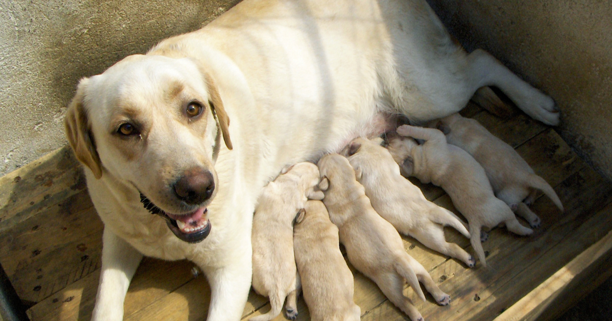 Spaying Your Female Dog: Timing, Process, and Myths - PetHelpful