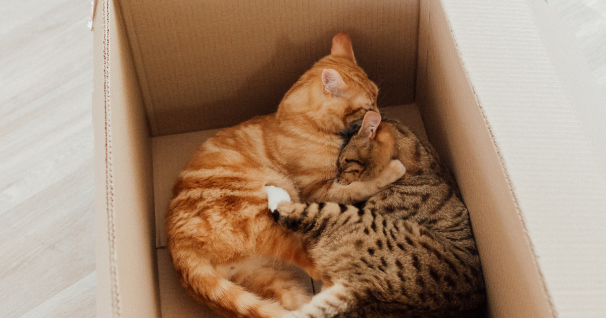 The Truth About Tabbies: Basic Tabby Cat Genetics