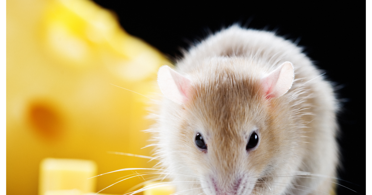 A List of Safe (and Unsafe) Foods for Your Pet Rat - PetHelpful