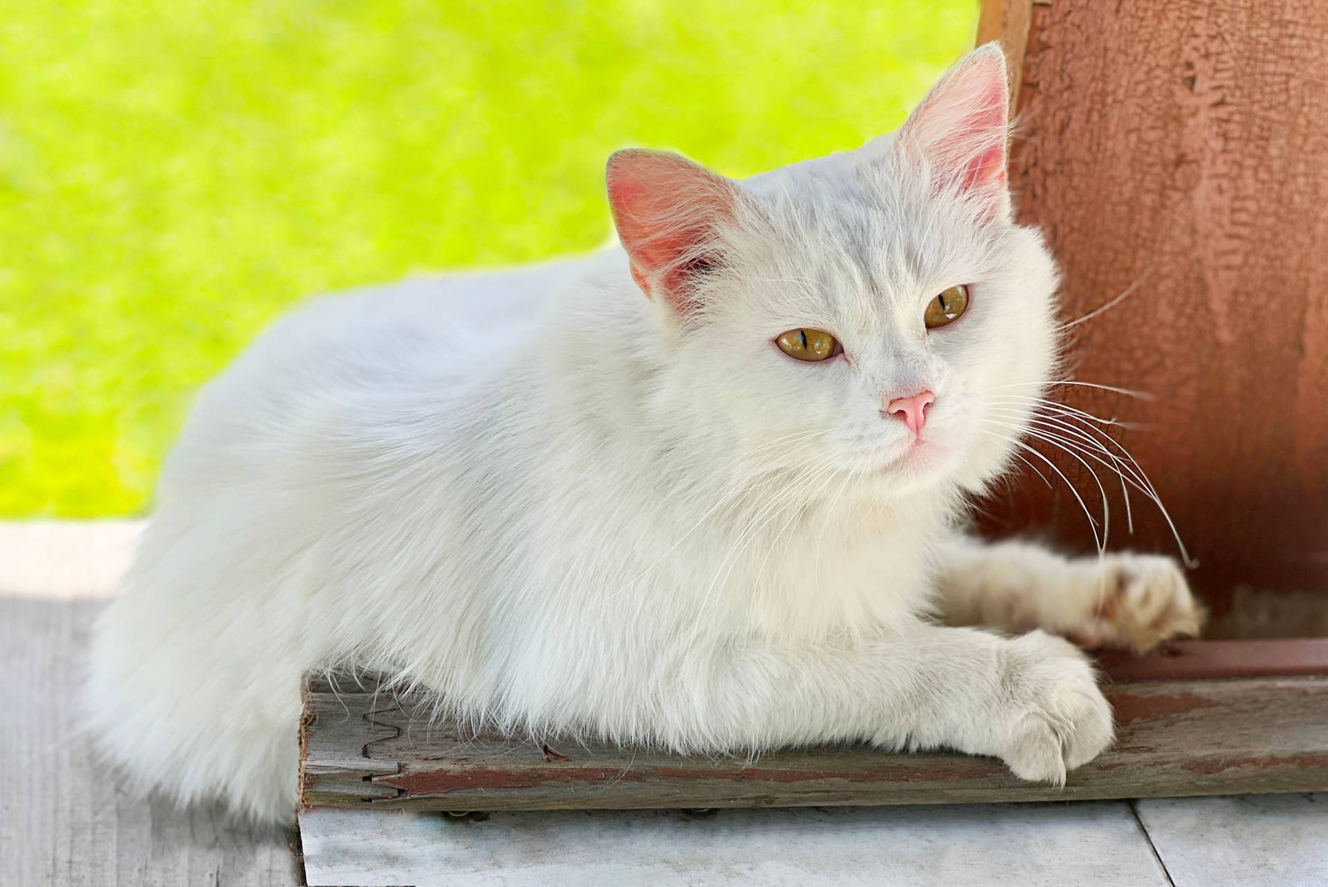 Shelter's Story of Senior Kitty Finally Being Adopted Is Giving People ...