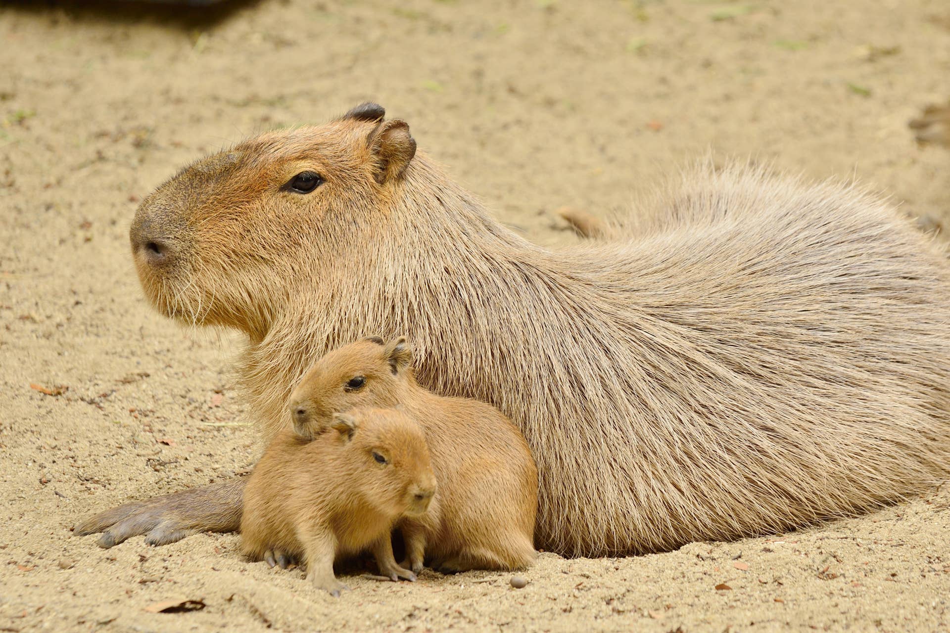 The Houston Zoo Shares Irresistible Reel of All Their New Baby Animals