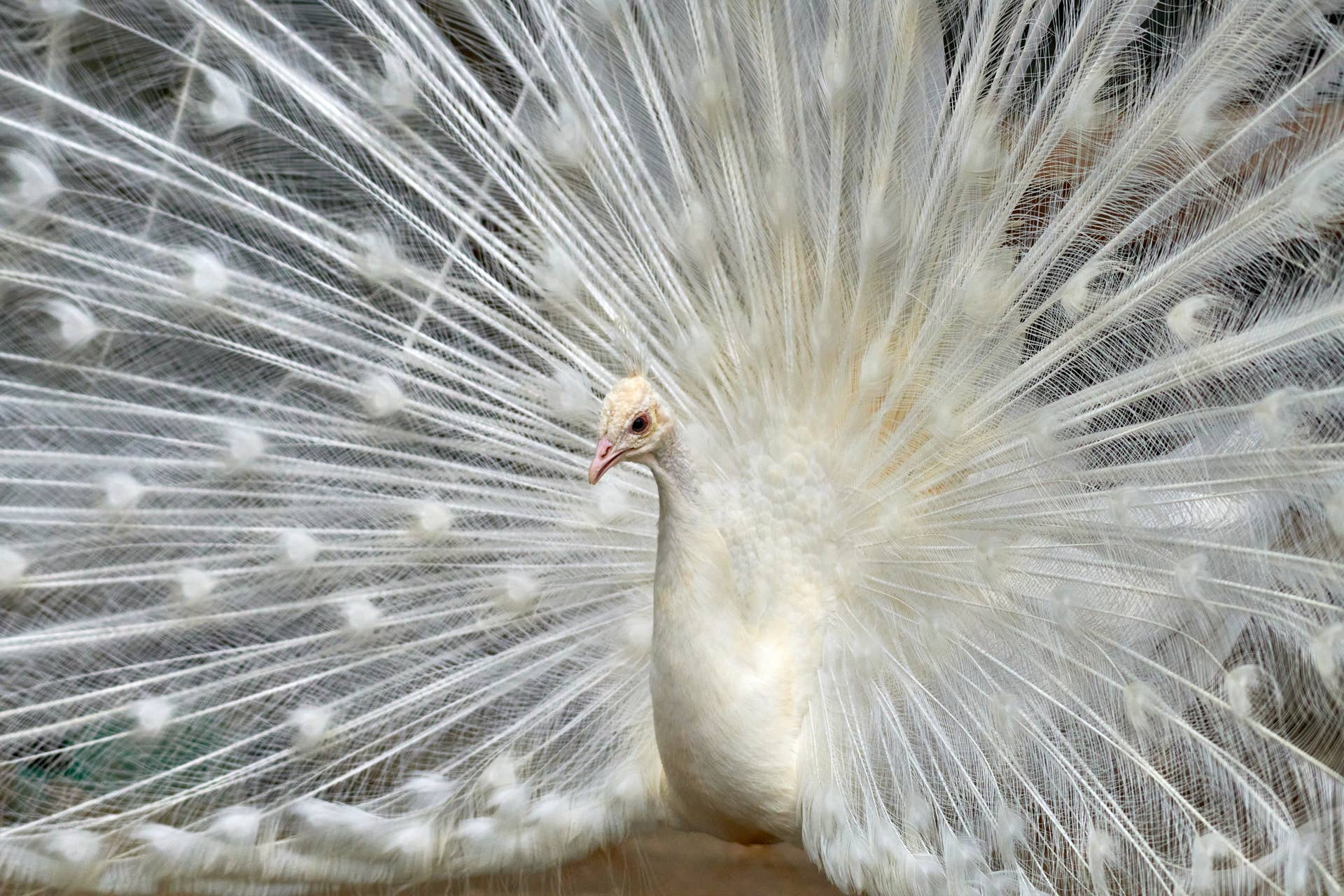 Mom’s Reaction to Male Peacock Flirting With His Women Is Just Too Funny