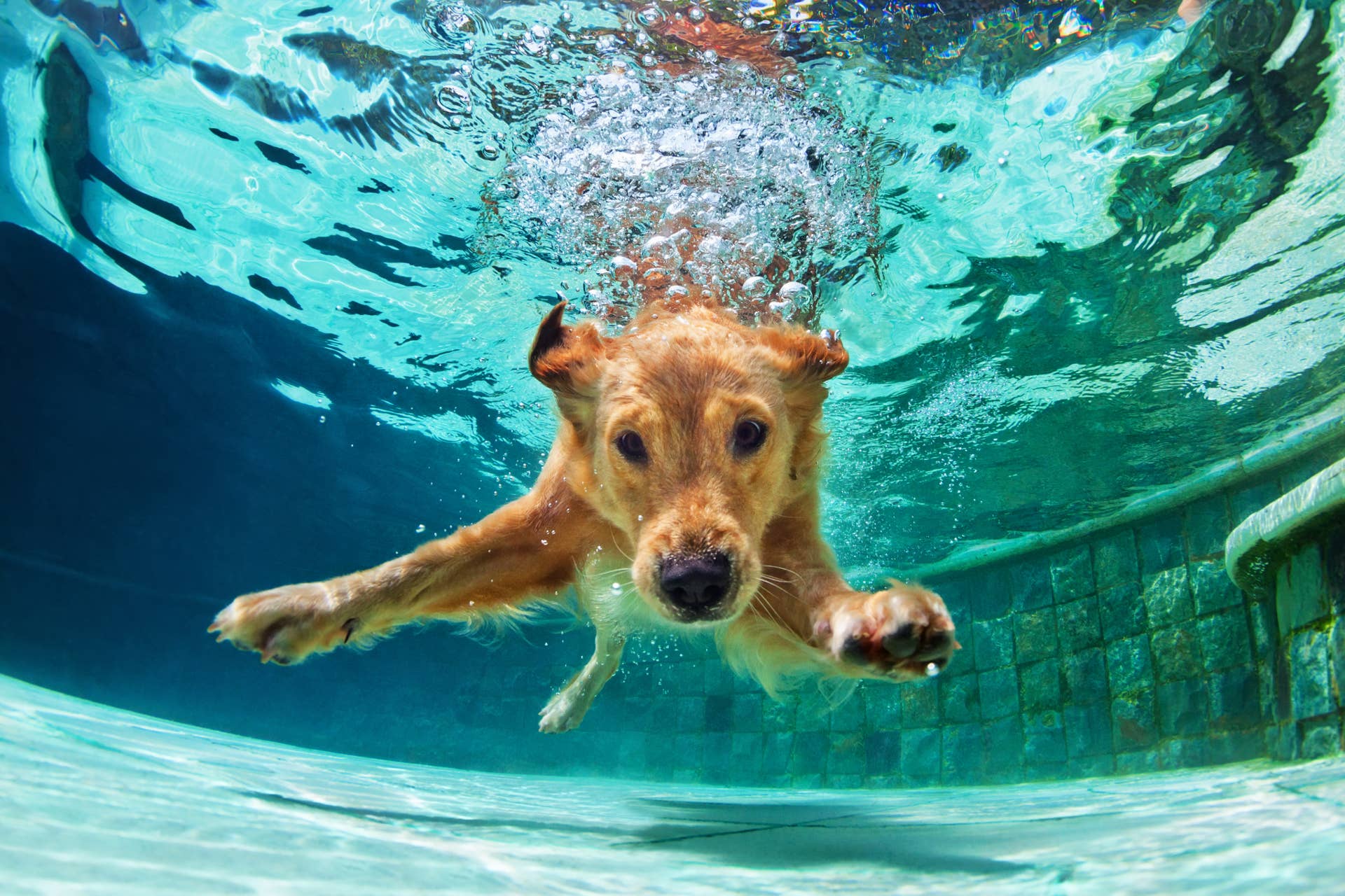 Golden Retriever Diving Into Pool For Her Ball Has Future Olympian