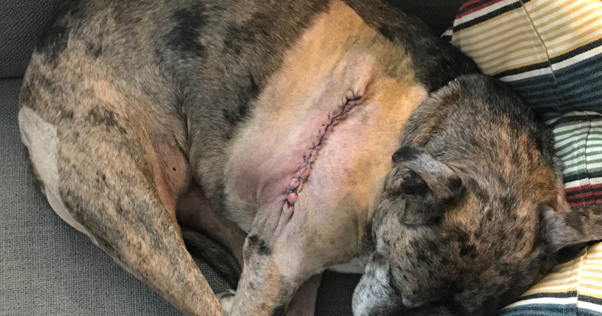 Leaking Stitches in Dogs: When It's Normal & When It's Not - PetHelpful